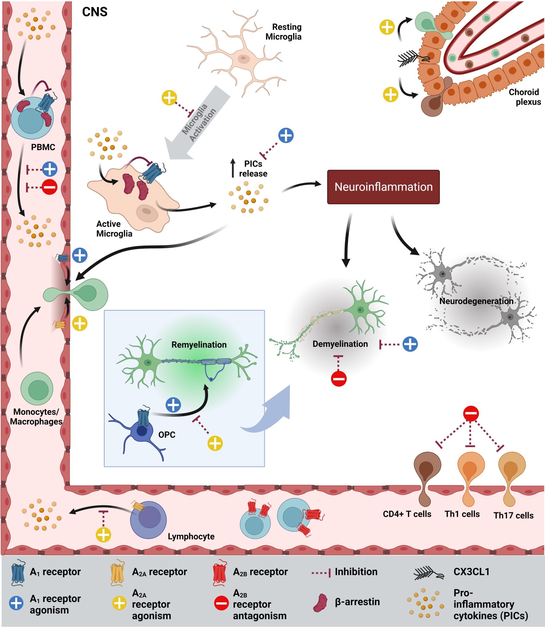 The adenosinergic signaling in the pathogenesis and treatment of ...